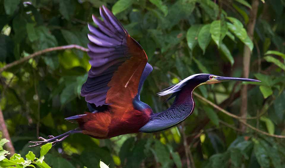 Agamia - Agami heron: facts, distribution & population | BioDB